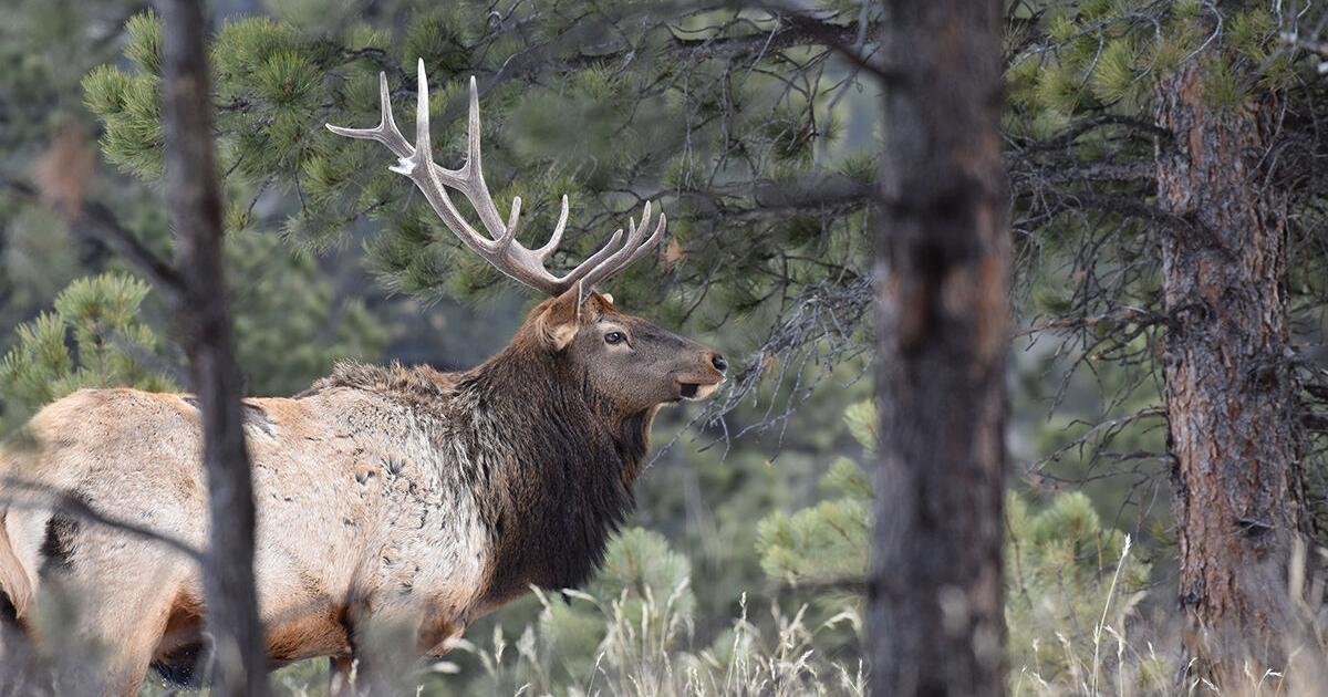 Hunting Season Begins Soon; What Hunters and Other Outdoors Users ...