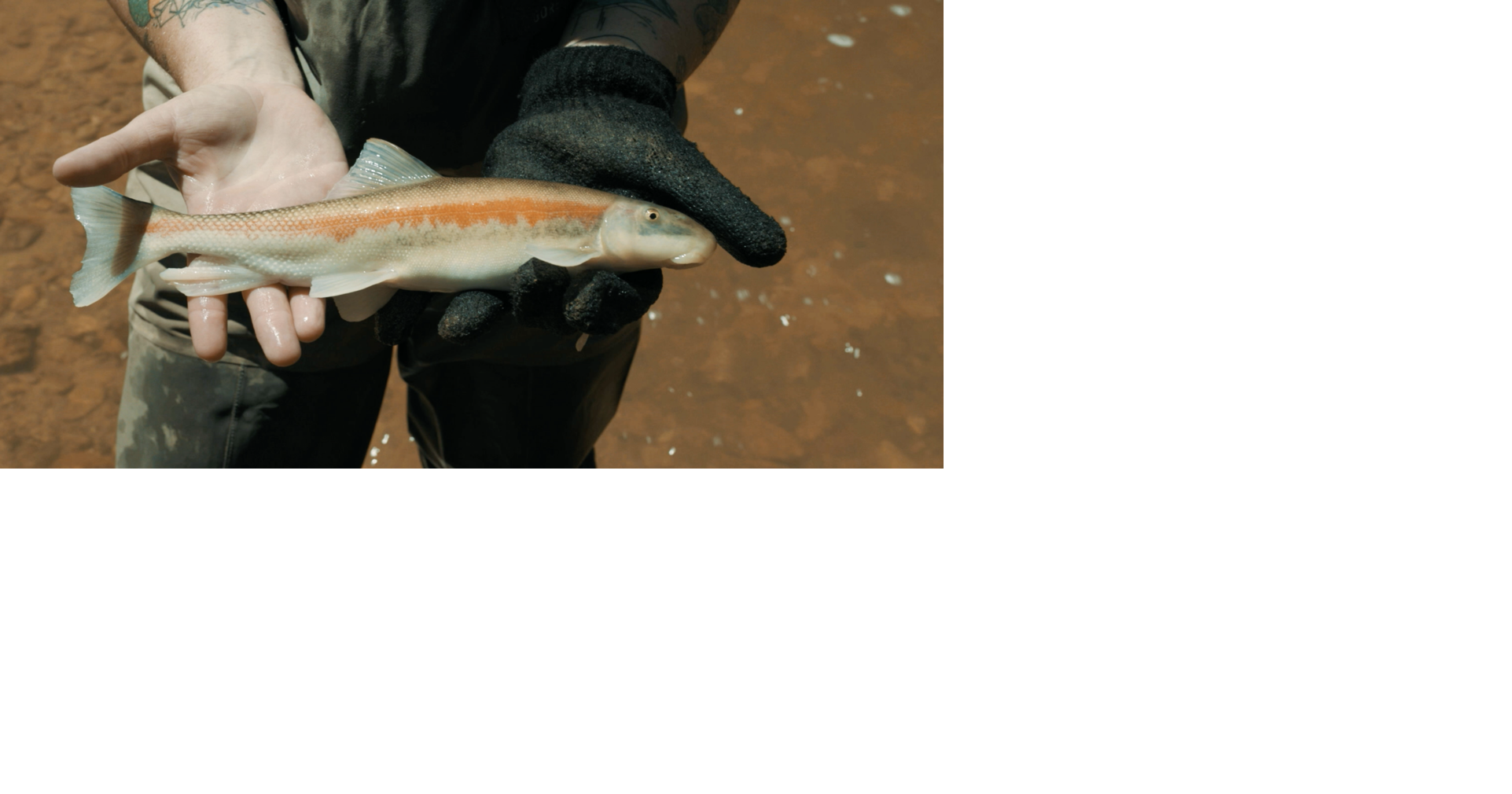 'The Native 3' Film Highlights CPW Efforts to Conserve Native Fish in ...