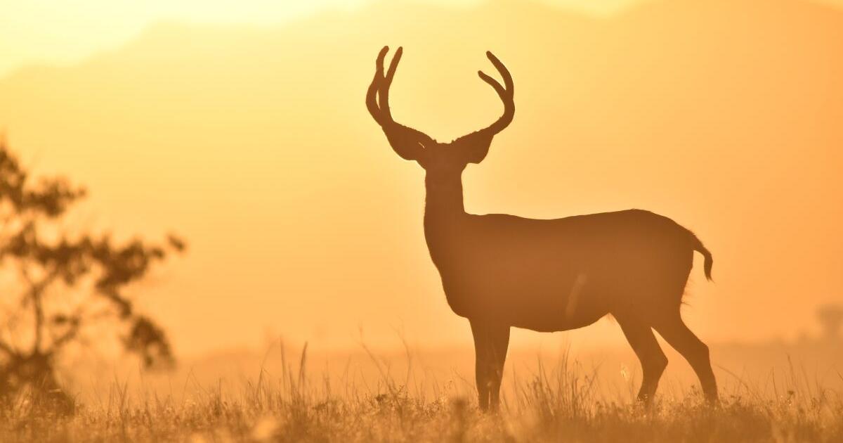 Application Period for Big-Game Licenses Begins March 1 | Community ...