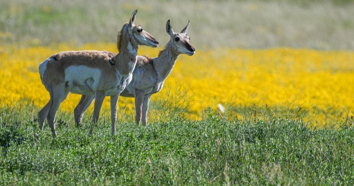 Remaining Big Game Hunting Licenses on Sale Starting August 5 | Outdoor ...