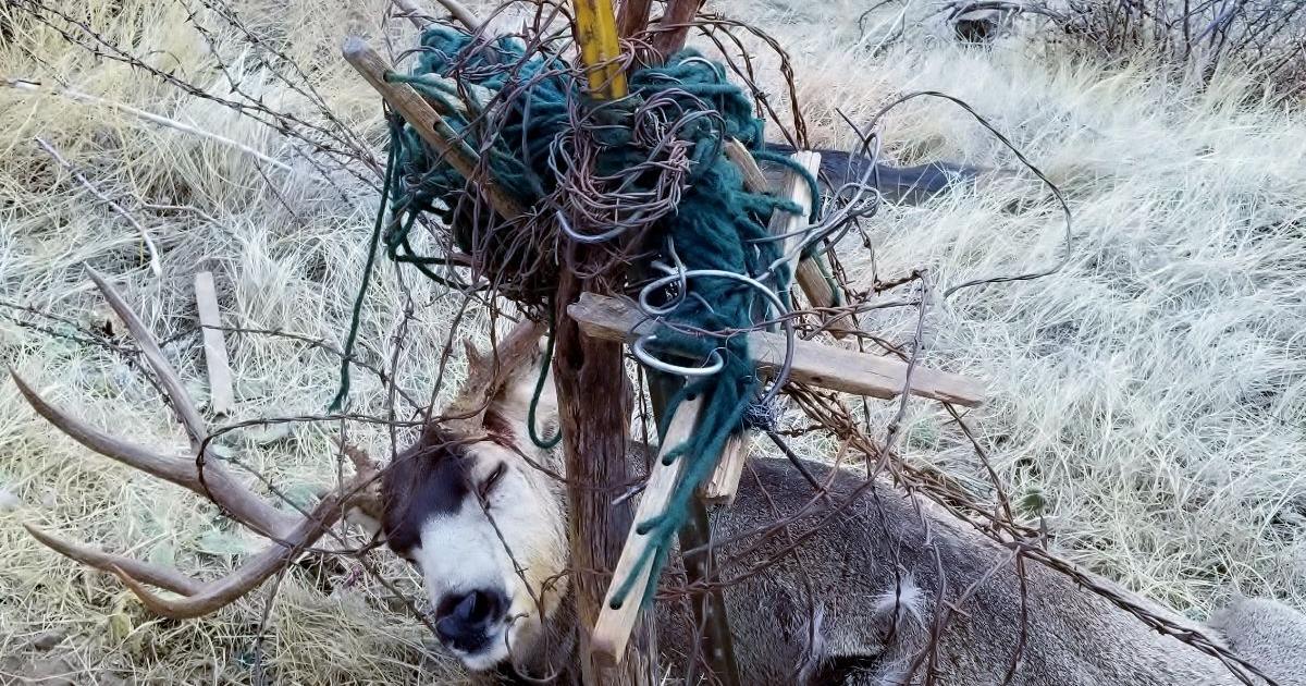 Remove Tangle and Entrapment Hazards — Protect Wildlife | Community ...