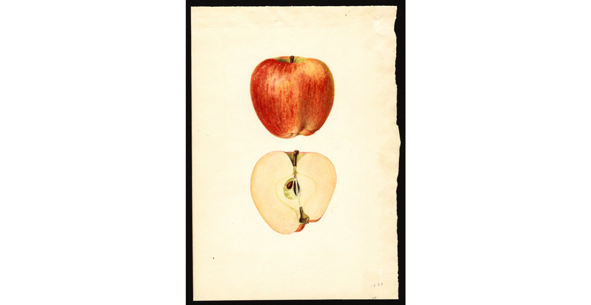 The Red Delicious Apples – What Happened? | Spotlight ...
