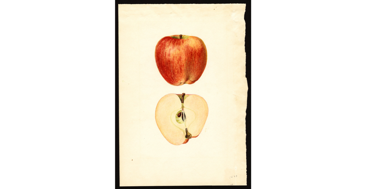 The Red Delicious Apples – What Happened? | Spotlight ...
