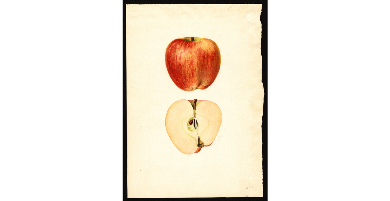 The Red Delicious Apples – What Happened? | Spotlight ...