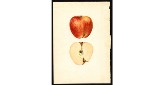 The Red Delicious Apples – What Happened? | Spotlight ...