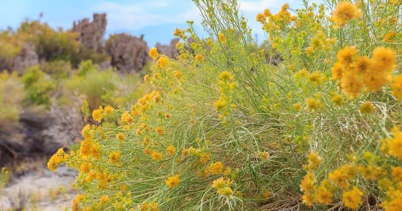 Plant Profile: Volume 11: Rabbitbrush | Spotlight ...