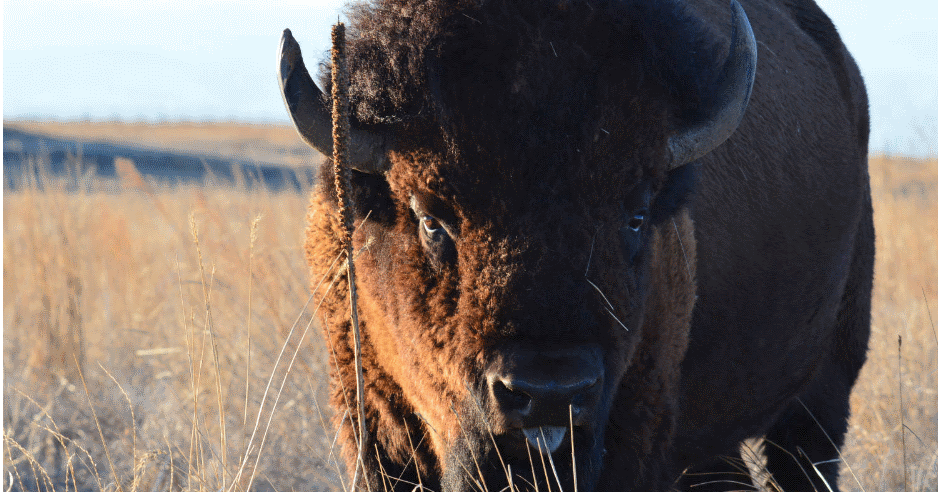 CPW Begins Drafting a Book Cliffs Bison Management Plan | Outdoor ...