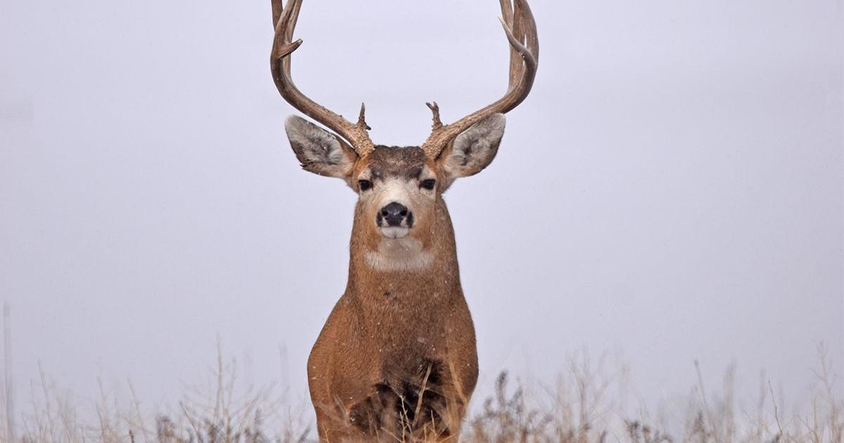 Remaining big game hunting licenses go on sale | Community ...
