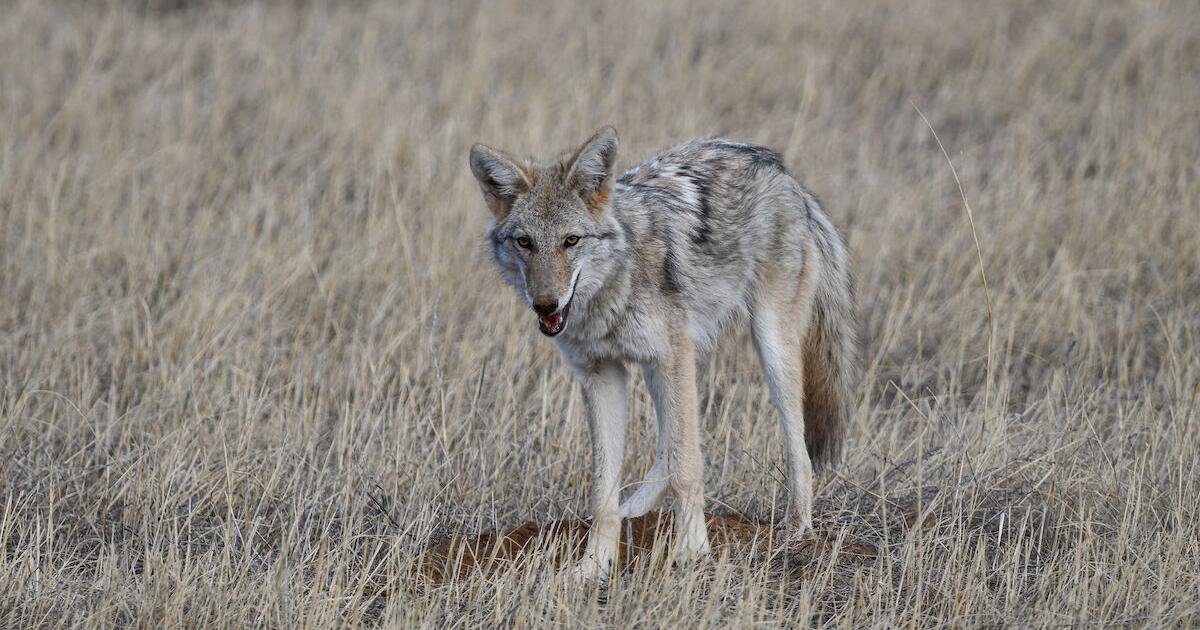 CPW Raises Awareness About Coyotes During Denning Season | Outdoor ...