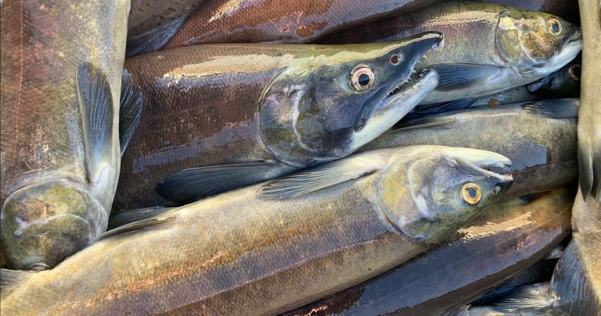 Kokanee Salmon Spawn Returns — Public Advised to Call in Advance of ...