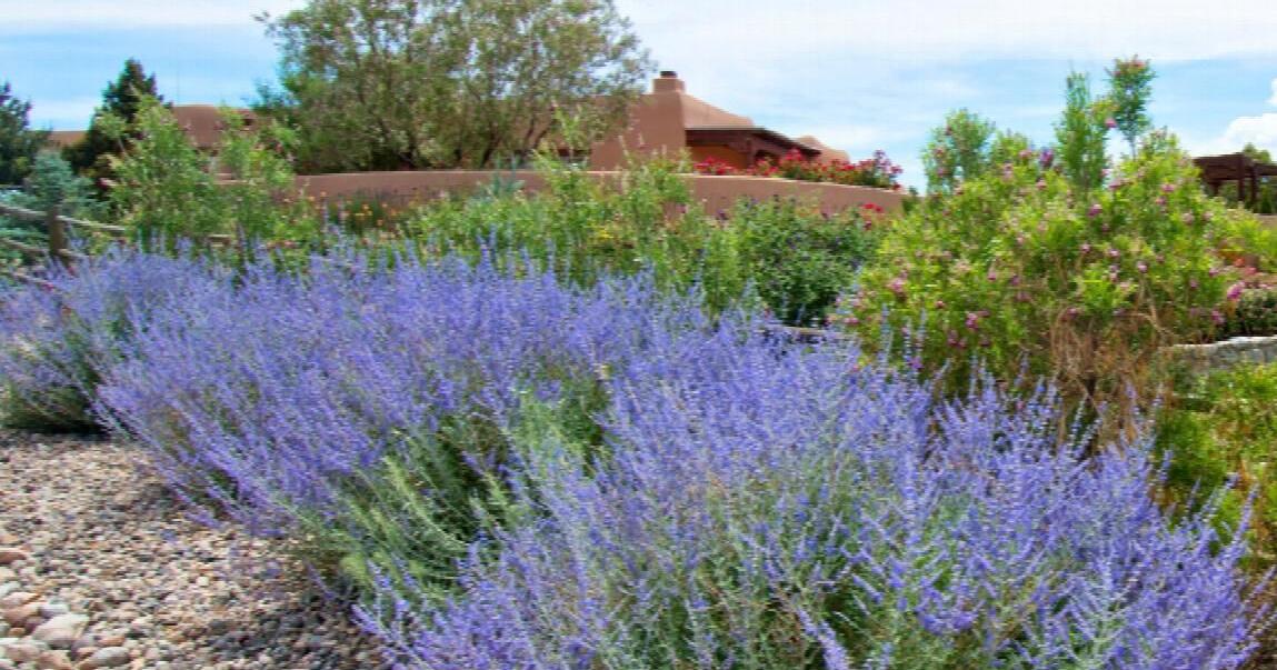 Plant Profile #19 — Brought to You by The Garden Guy: What exactly is ...