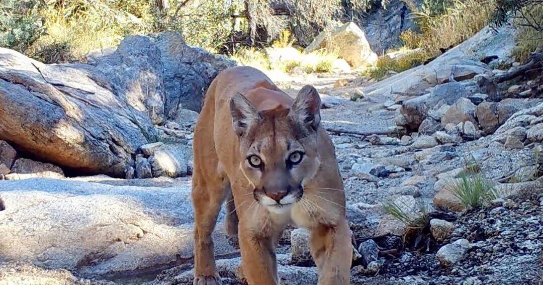 New Study Finds Evidence of "Staggering Disease" in Mountain Lions ...