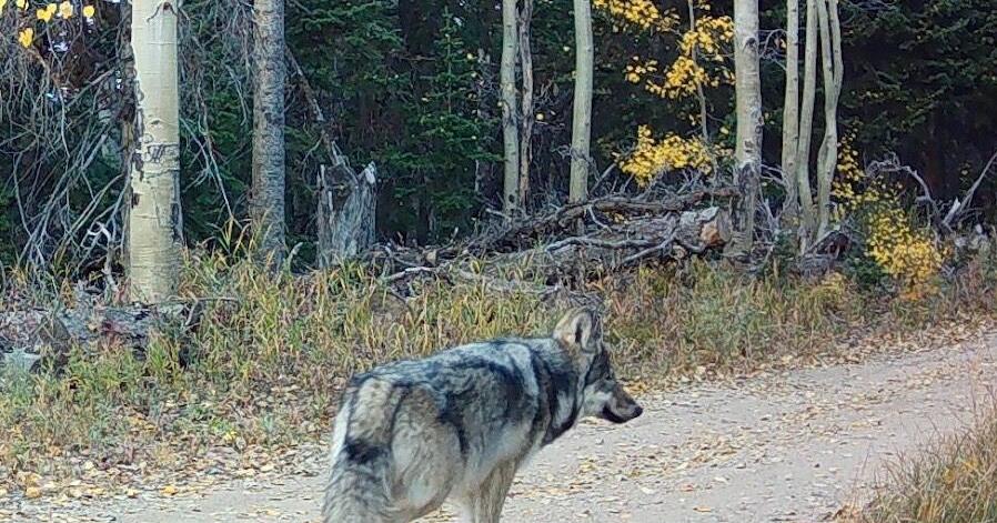CPW Adopts Staff Recommendation Regarding Citizen Petition to Delay Gray Wolf Restoration ...