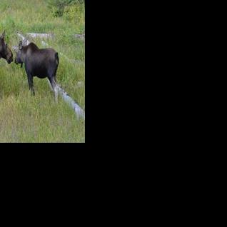 Colorado Parks and Wildlife Warns of Potentially Aggressive Cow Moose ...