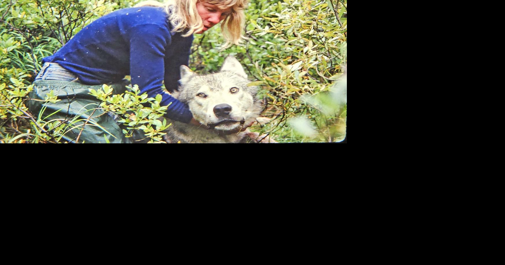 40 Years of Living with Wolves | Spotlight | highcountryspotlight.com