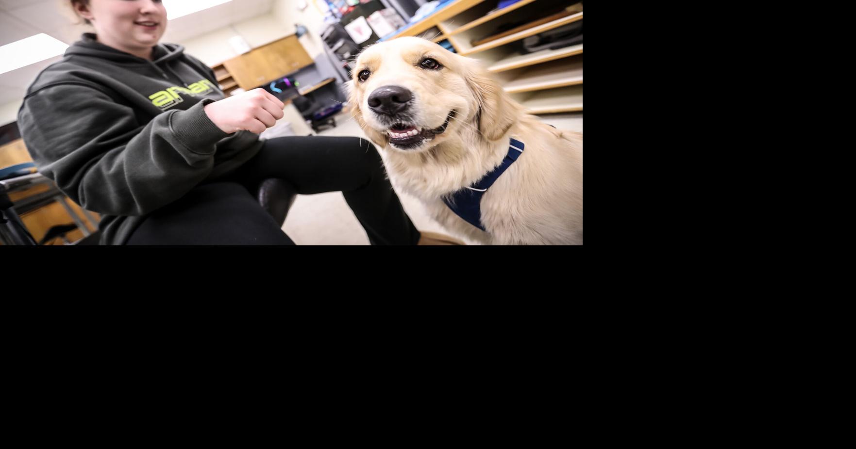Therapy dog Maura marks one year at Hillsboro High School | News ...