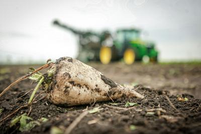 Sugar beet harvest may set record | News | hillsborobanner.com