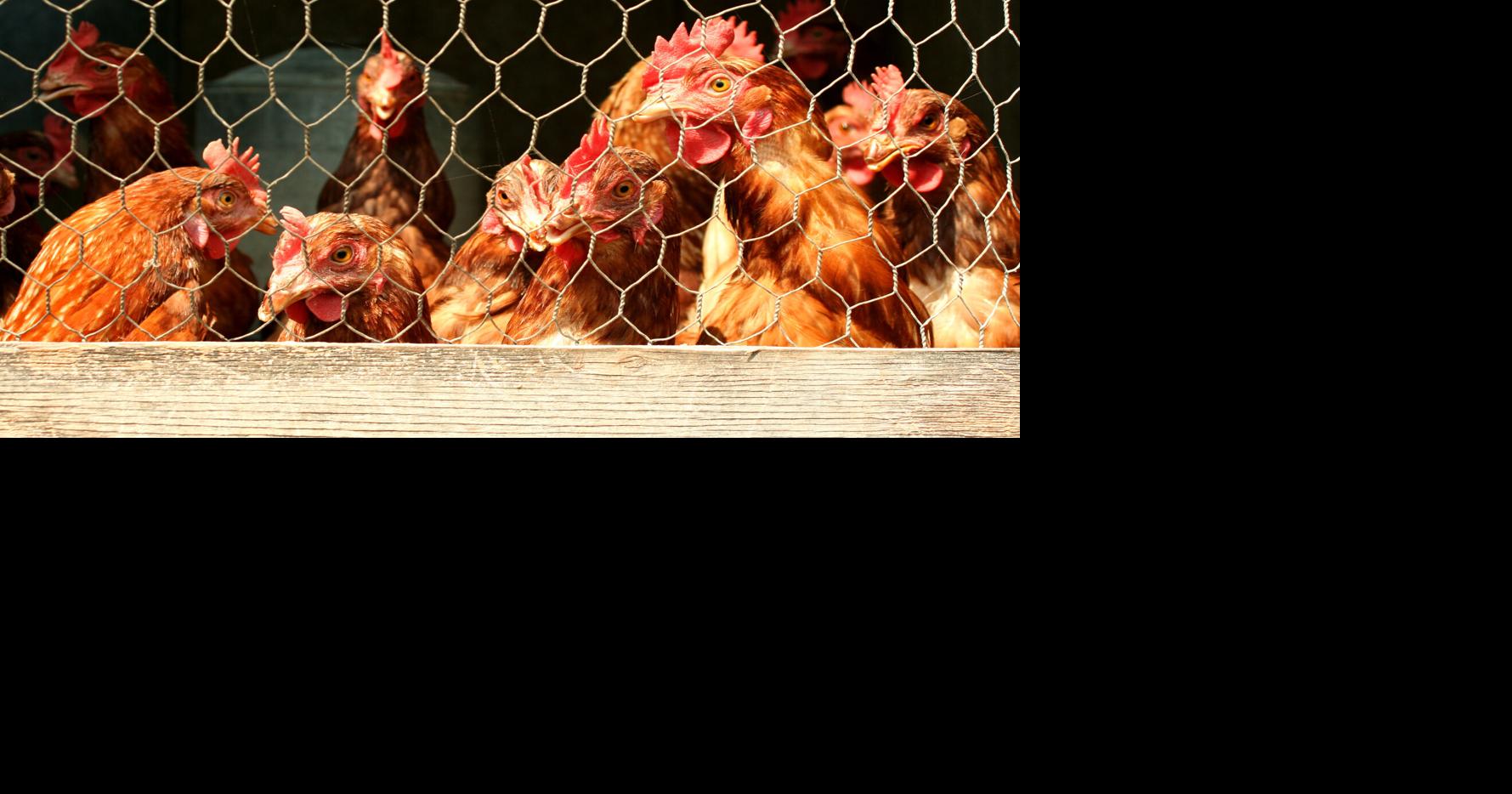 Hatton city leaders seek legal advice on chicken ban petition | News ...