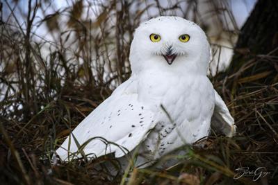Birds to descend on Hoard Historical Museum | Local | hngnews.com