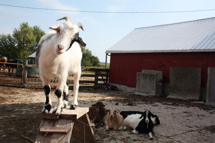 Treinen Farm celebrates autumn and "All the best dogs" | Business ...