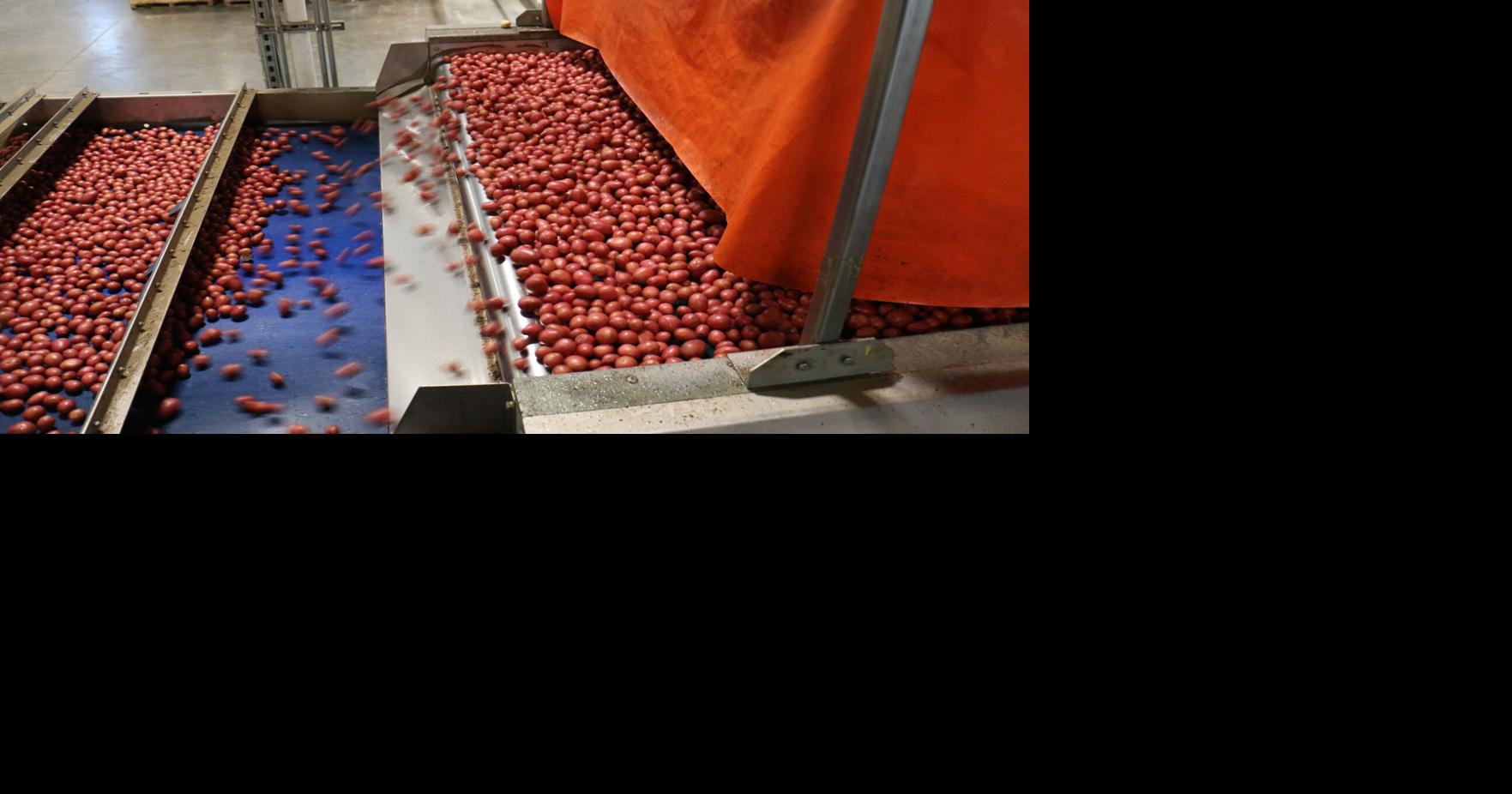 Potato chutes | | hngnews.com