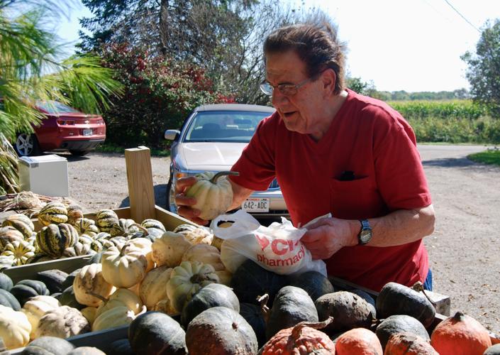 Great pumpkins and squash rise from patches at Kuffer’s | Milton ...