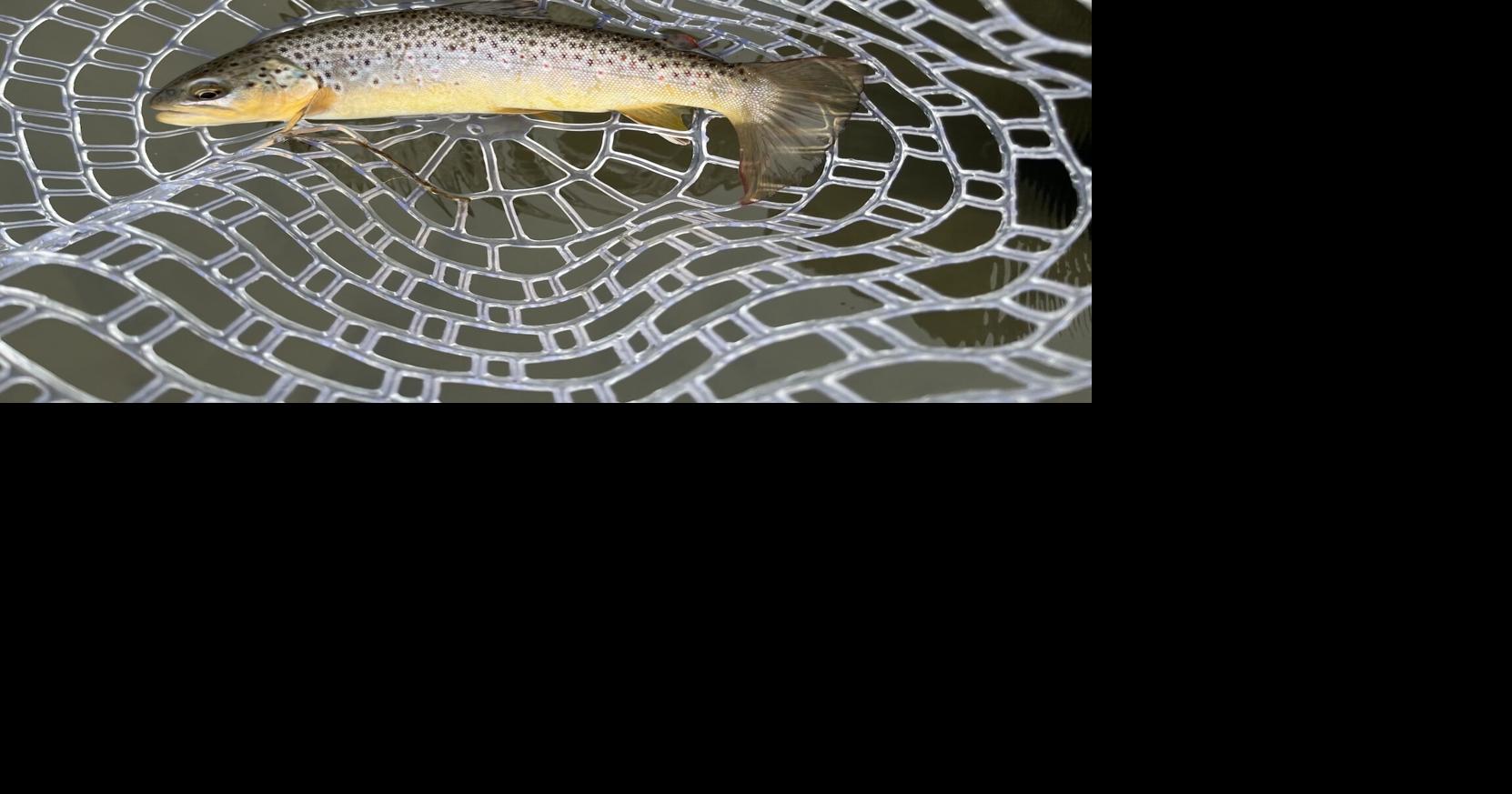 Fish stocking: Which Dane County streams, lakes were stocked last year ...