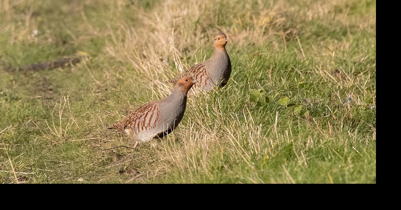 The rise and fall of the gray partridge in Wisconsin | Columns ...