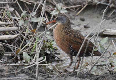 FEATHERED FEATURE: The secretive Virginia Rail | Arts And Entertainment ...