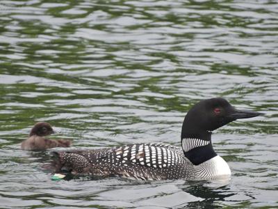 Natural Connections: Learning from banded loons | Columns | hngnews.com