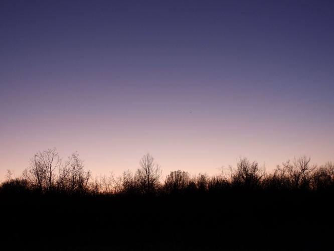 Natural Connections: Woodcock dating game | Columns | hngnews.com