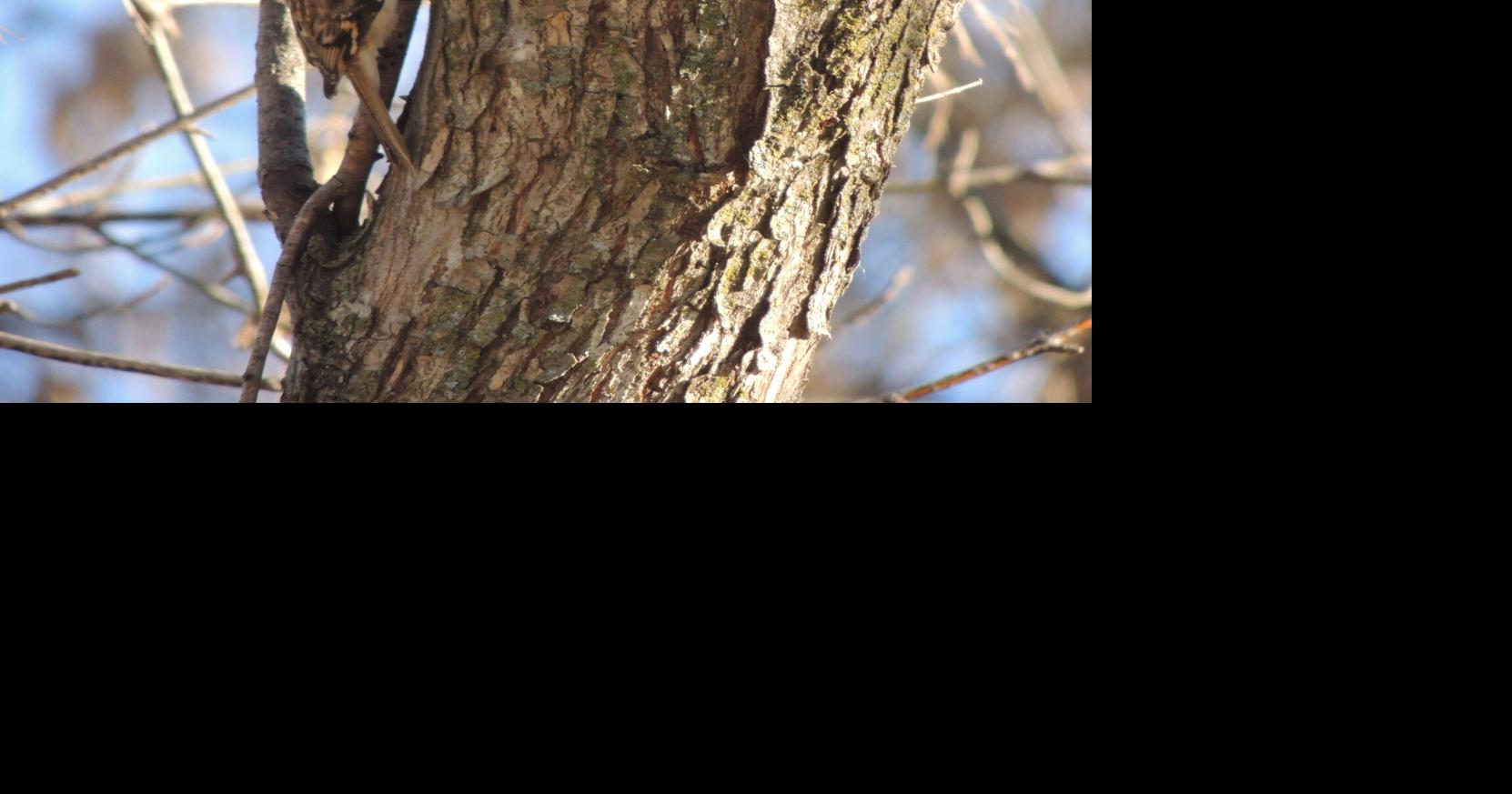 More info from the Waterloo Christmas Bird Count | Lake Mills Leader ...