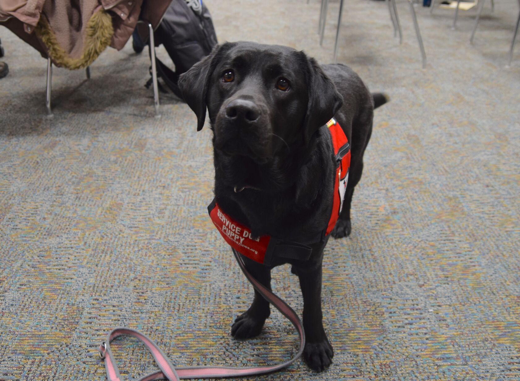 Service dog coming to Monona schools | News | hngnews.com