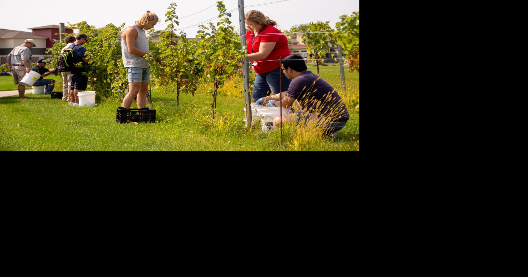 In Photos: Will work for...wine? | Local | hngnews.com