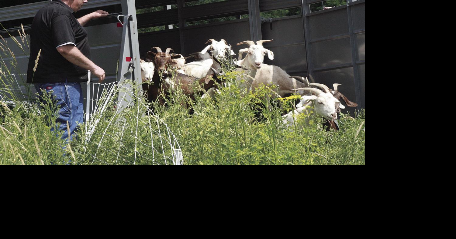Goats on the Go chew up wild parsnip | News | hngnews.com