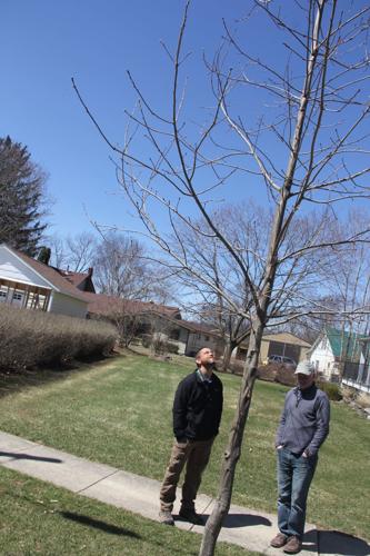 Mixing it up: Cambridge Tree Project aims to diversify village ...