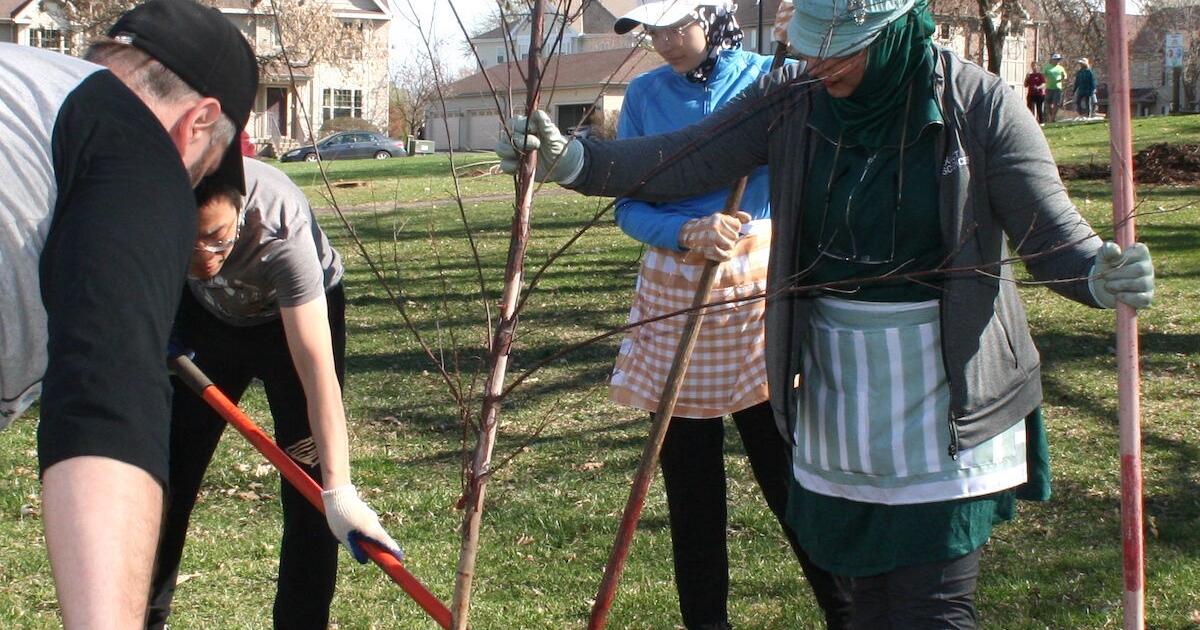 DNR forestry grant to help Sun Prairie prepare tree planting project ...