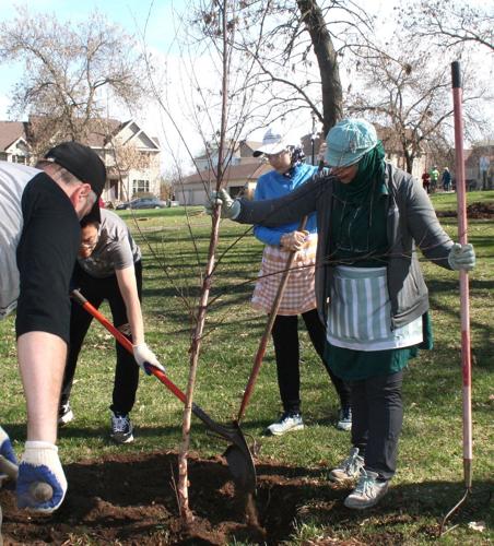 DNR forestry grant to help Sun Prairie prepare tree planting project ...