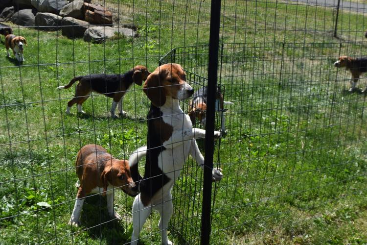 Dog breeding facility set to close after beagles rescued | Local News ...