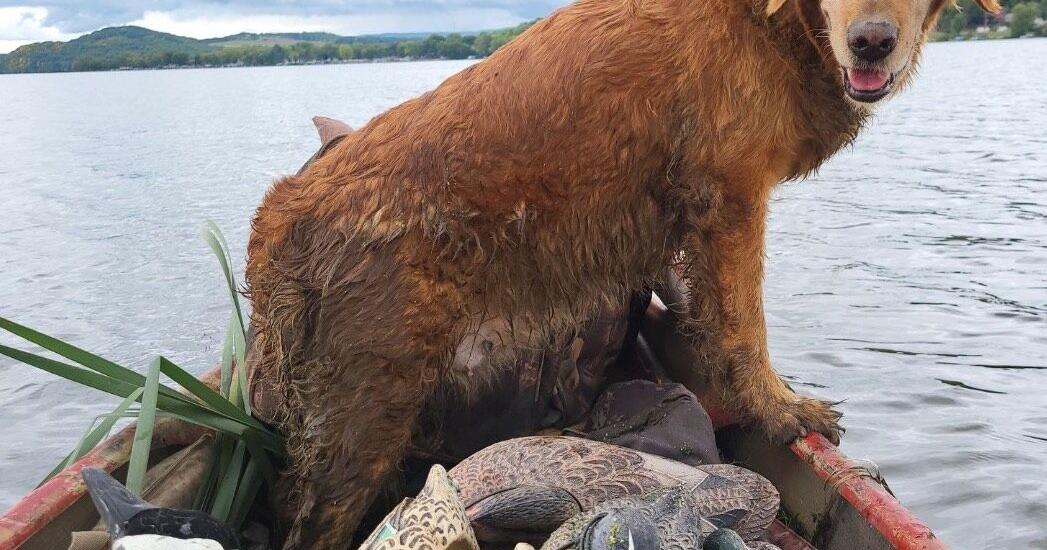 An Outdoorsman's Journal: Ruby, the Definition of a Tough Dog | The ...