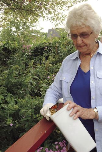 Monarch mama, Zoern shares knowledge and beauty of butterflies | Lake ...