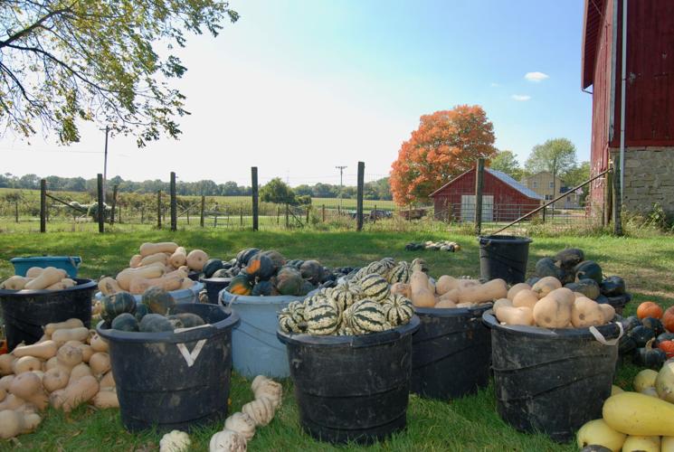 Great pumpkins and squash rise from patches at Kuffer’s | Milton ...