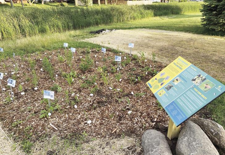 Sun Prairie Parks Friends seek pollinator garden planting volunteers ...