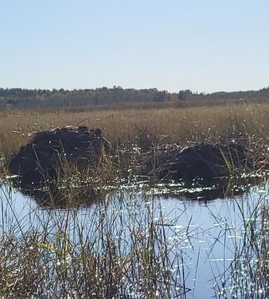 An Outdoorsman's Journal: Duck Hunt on the Turtle Flambeau Flowage ...