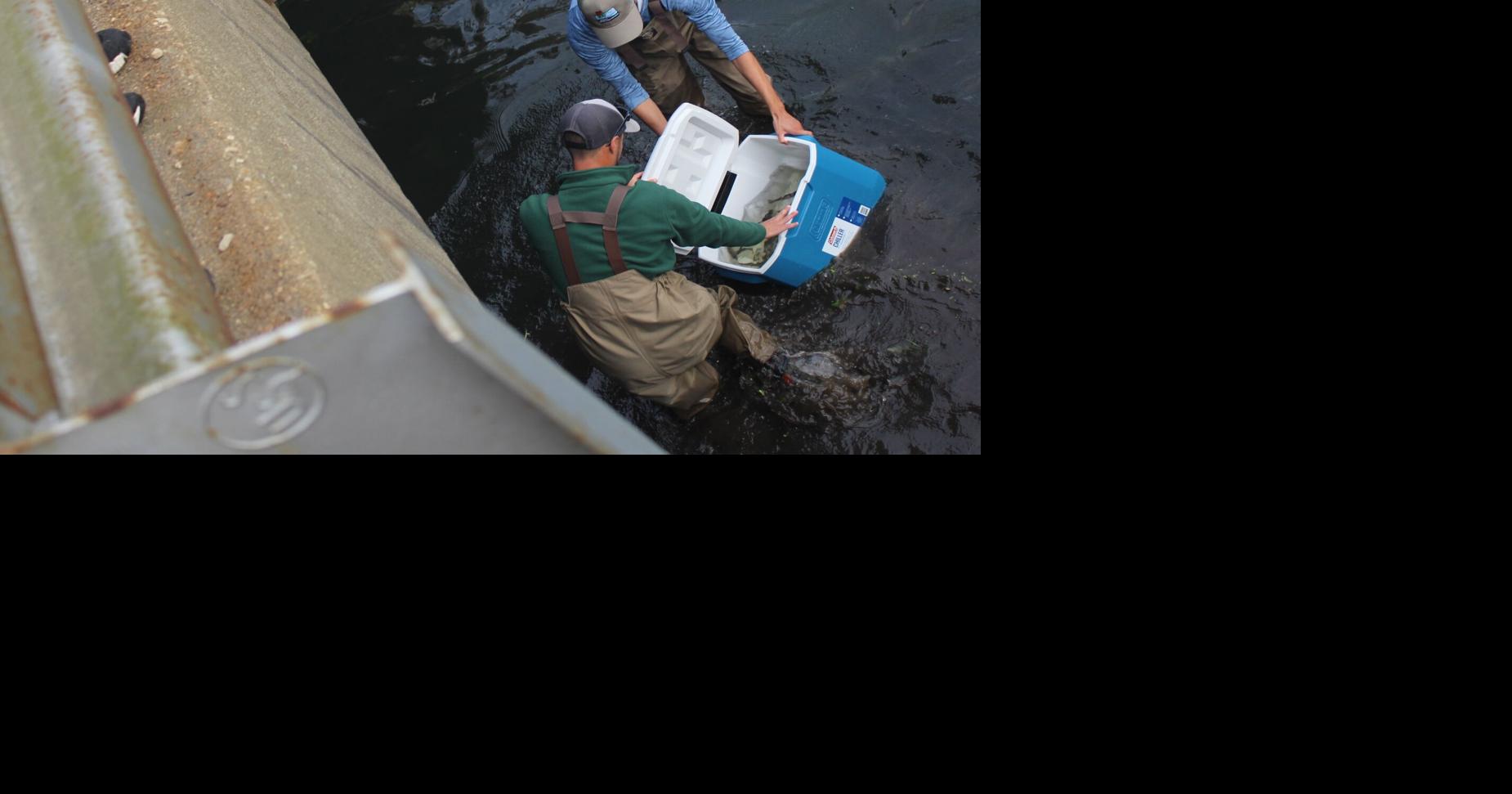 Sun Prairie East 'Trout in the Classroom' program goes fishing and ...