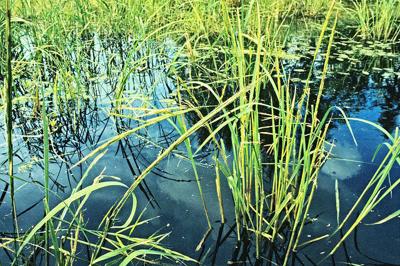 Wild rice growers worry about climate change hurting crops | News ...