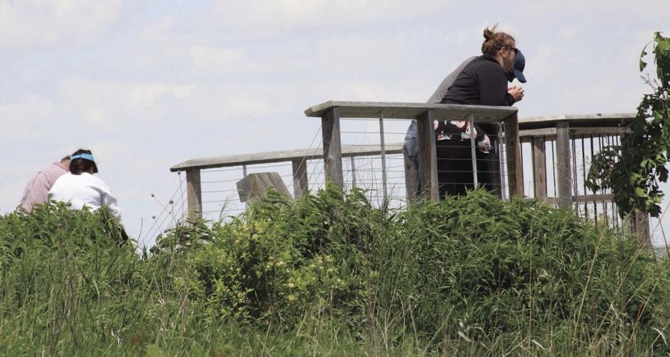 Groundswell plans February hike at Patrick Marsh | News | hngnews.com