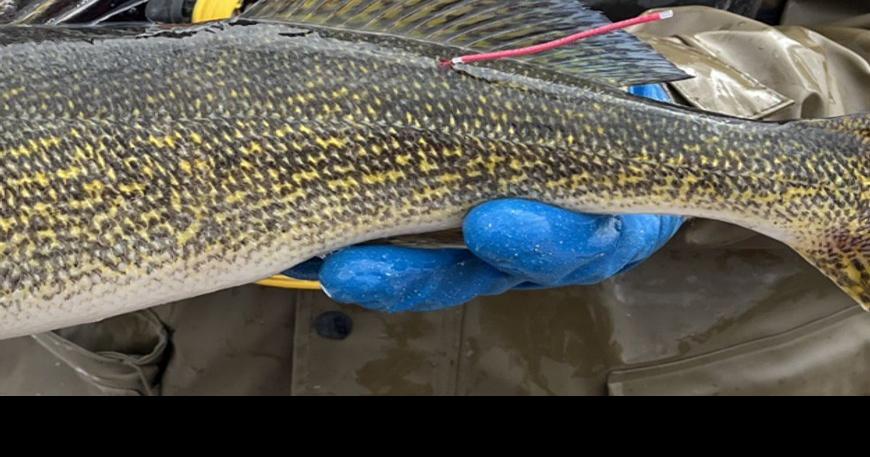 DNR: New walleye tag reward study begins in Green Bay and its ...