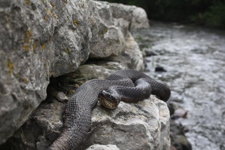 Lodi residents hoping receding waters stay the course | Local | hngnews.com