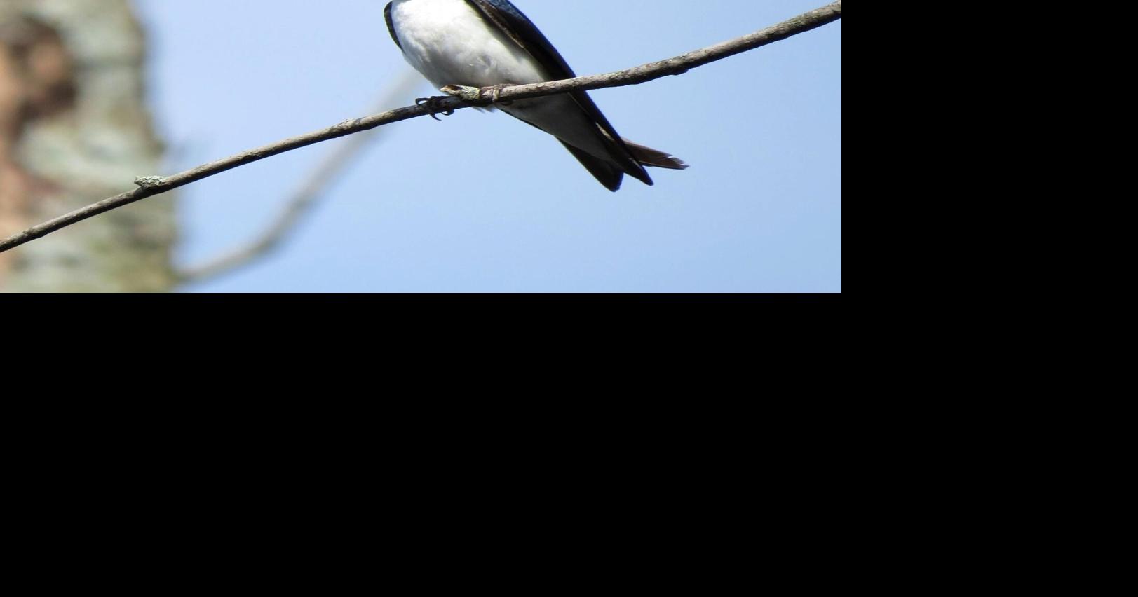 FEATHERED FEATURE: Tree swallow | Arts And Entertainment | hngnews.com